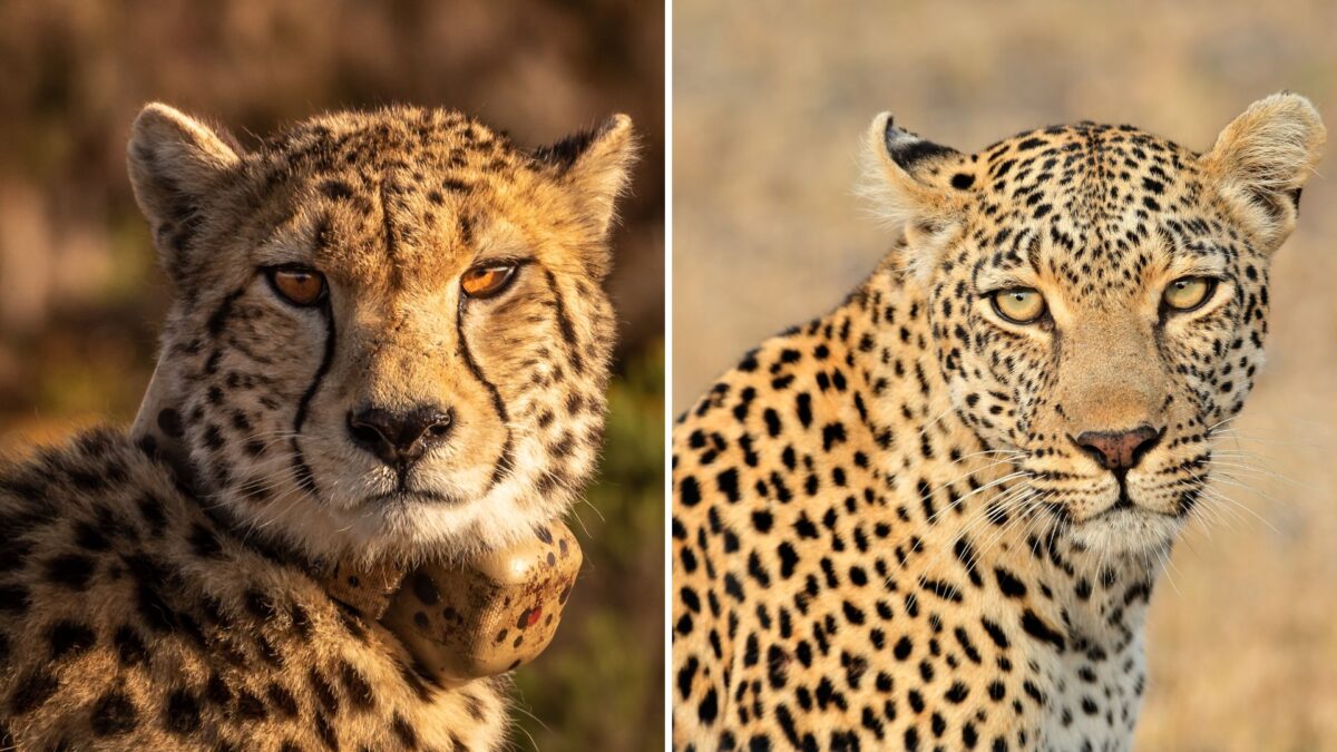 7 Key Differences Between Cheetahs And Leopard You Probably Never Knew