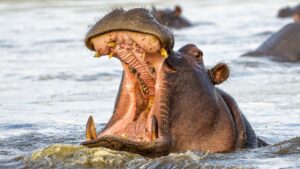 7 Most Aggressive Animal Species In The World
