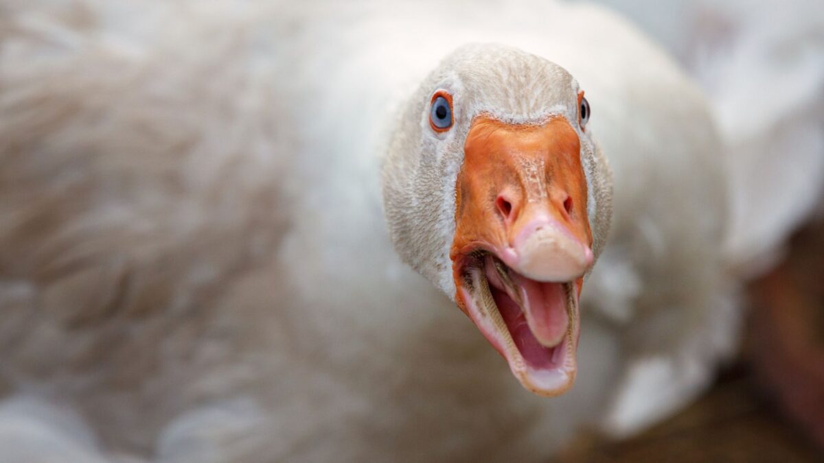 7 Ruthless Animals That Will Attack You Without A Warning