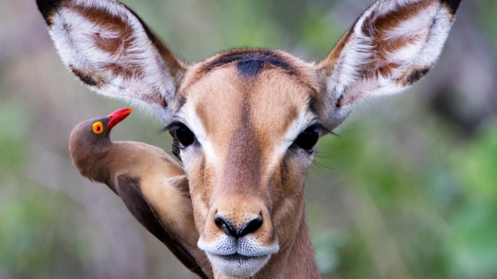 8 Animals That Live In Perfect Symbiosis With Others