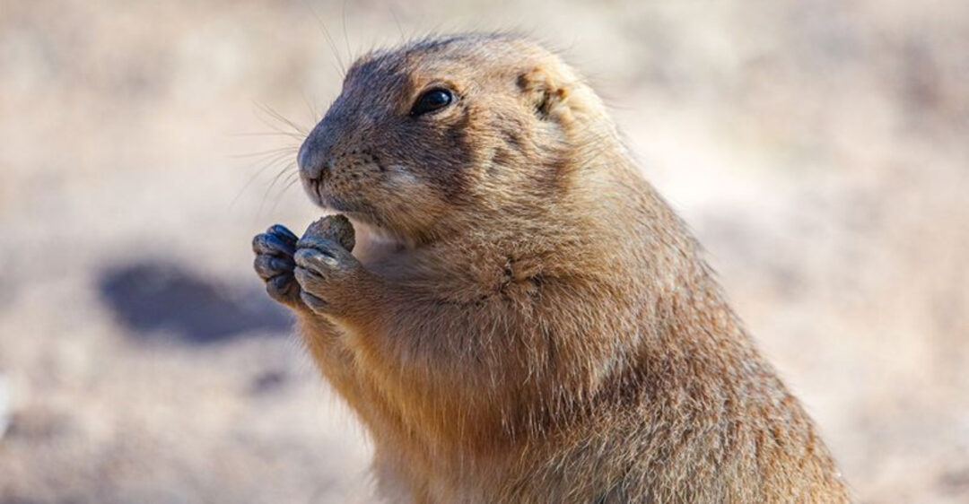 15 Overpopulated Animals And Their Impact On Climate Change