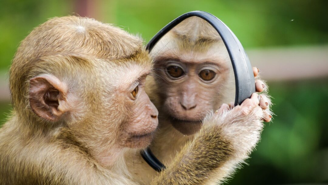 8 Fascinating Animals That Can Pass The Mirror Test