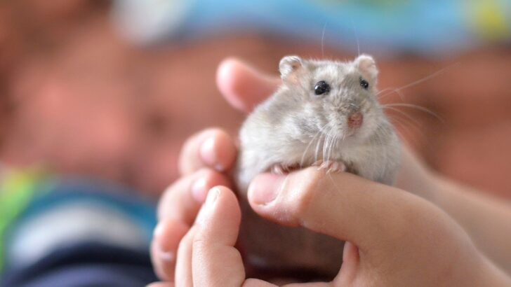8 Hamster Breeds That Connect With Humans On The Deepest Levels - Animalko