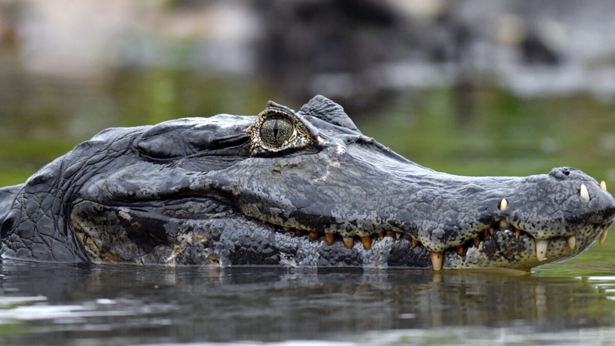 8 Louisiana Lakes Where Alligator Populations Thrive
