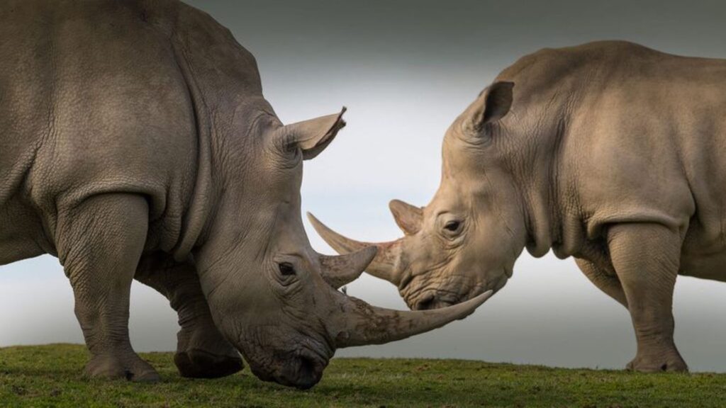 8 Modern Animals You Won’t Believe Are Related To Dinosaurs