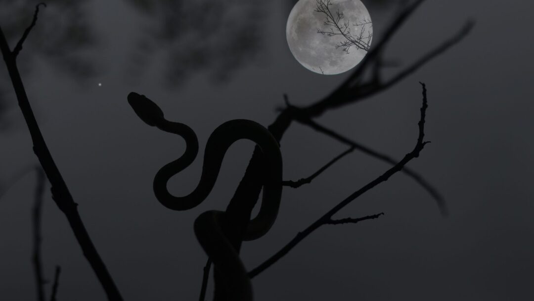 8 Snakes That Hunt At Night, Making Them Even More Terrifying - Animalko