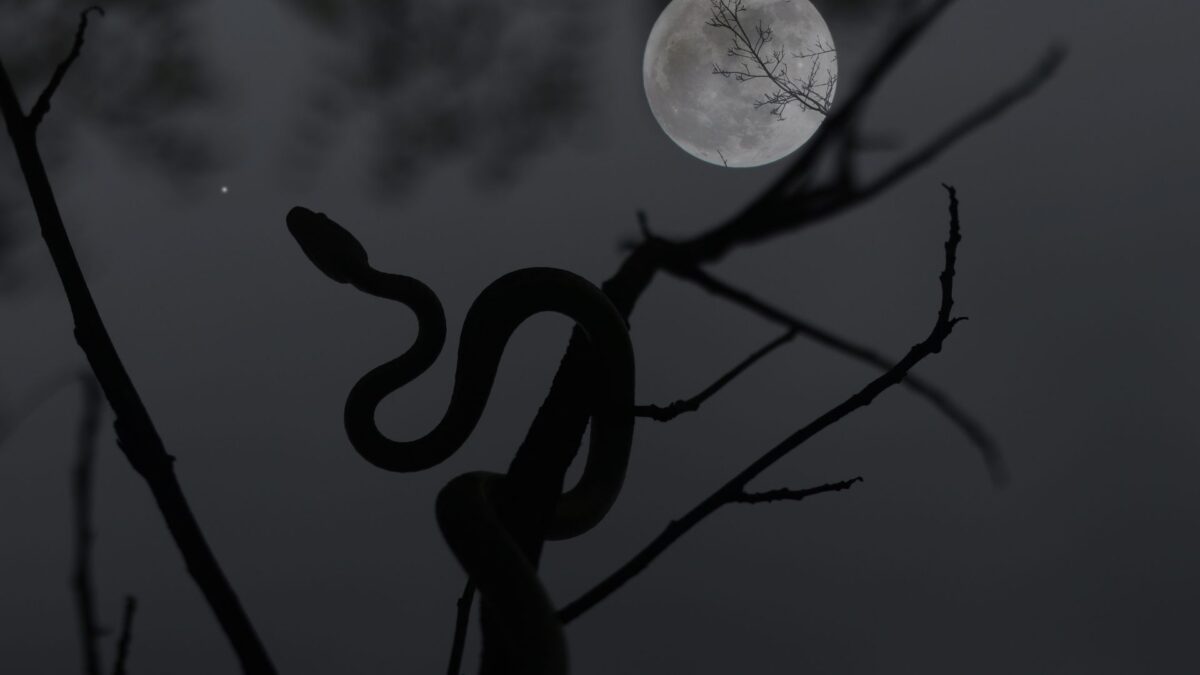 8 Snakes That Hunt At Night, Making Them Even More Terrifying - Animalko