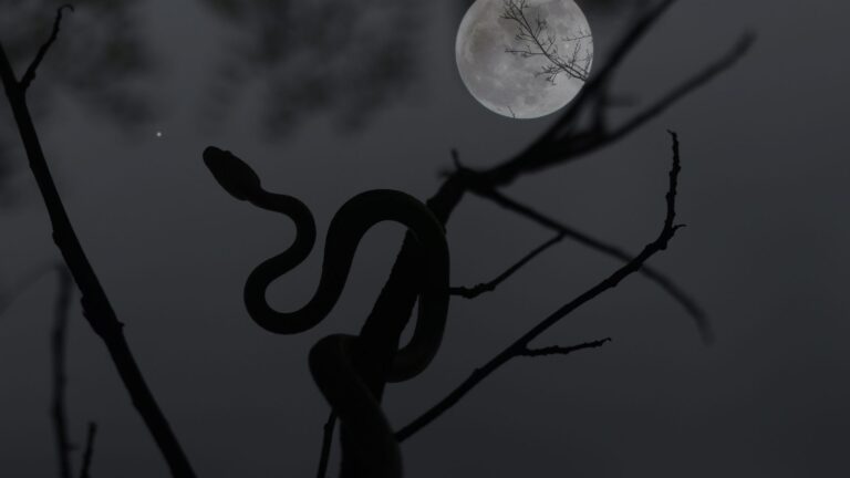 8 Snakes That Hunt At Night, Making Them Even More Terrifying - Animalko