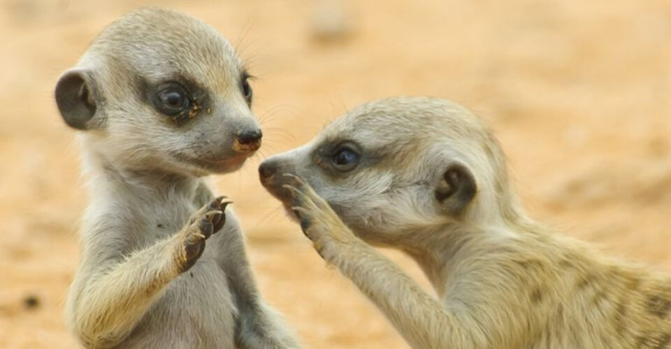 8 Team-Oriented Animals That Show The Power Of Working Together