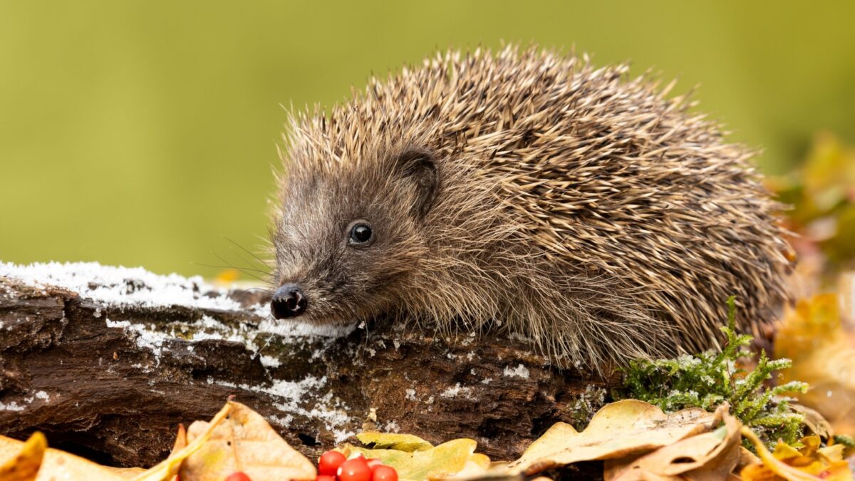 9 Amazing Facts You Didn’t Know About Hedgehogs