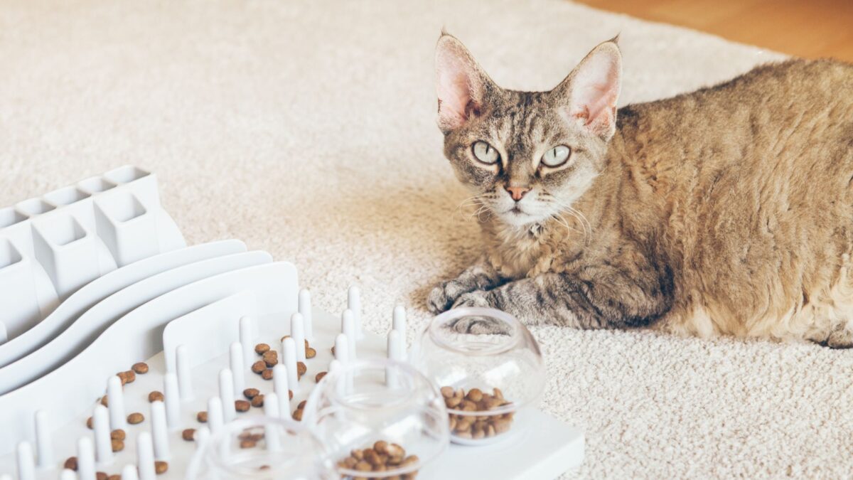 9 Brilliant Cat Breeds That Will Impress You With Their Puzzle-Solving ...