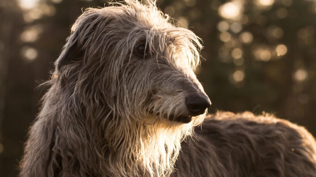 9 Dog Breeds With The Shortest Lifespans