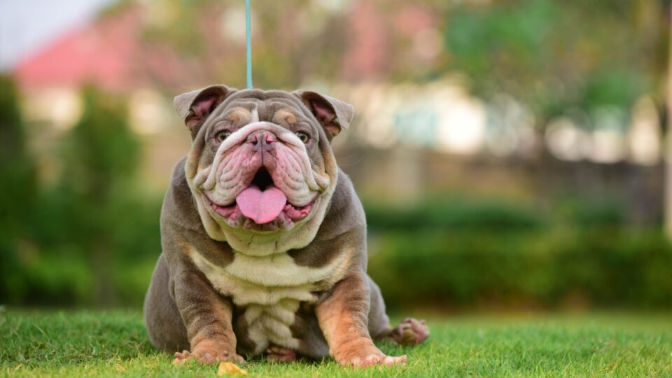 9 Facts About The Very Rare Lilac English Bulldog