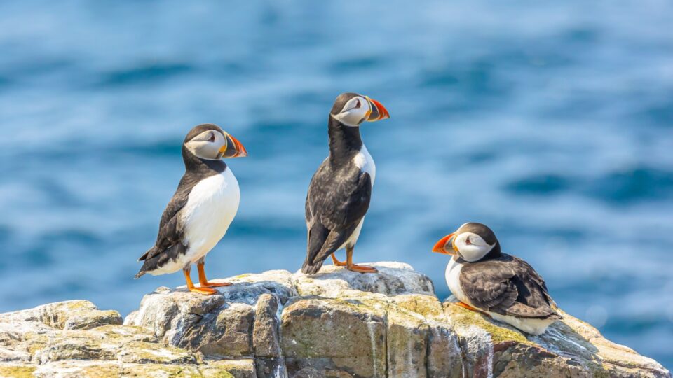 9 Incredible Facts About Puffins That Will Amaze You