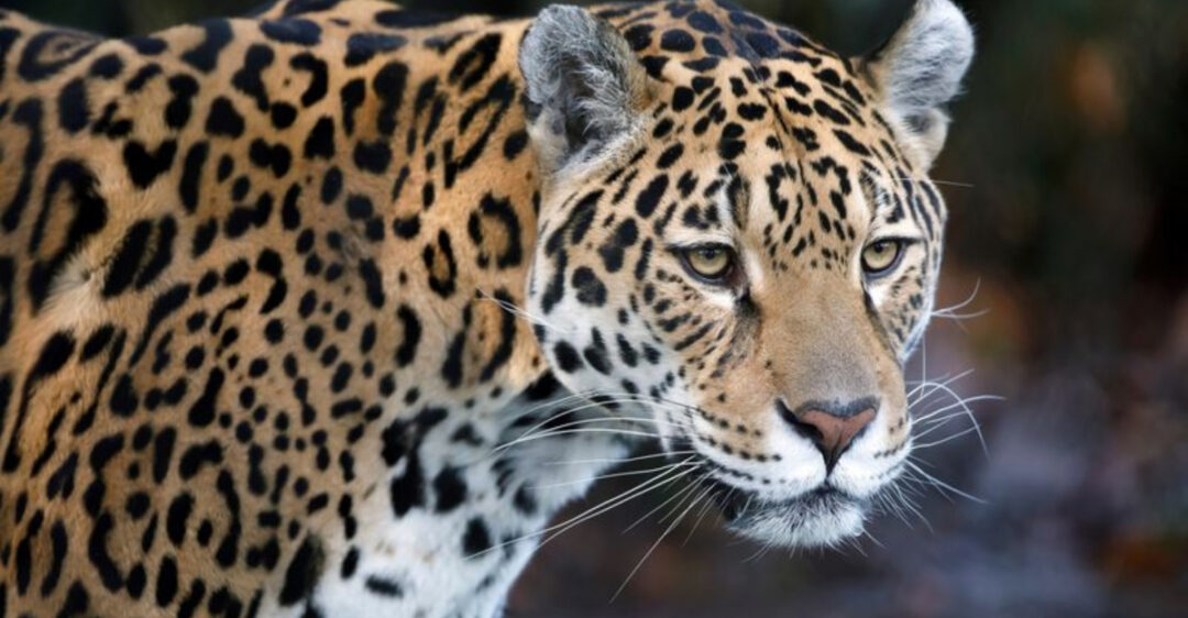 16 Most Fearsome Monkey Species You Shouldn't Underestimate