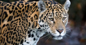 9 Of The World's Most Aggressive Animals You Should Watch Out For