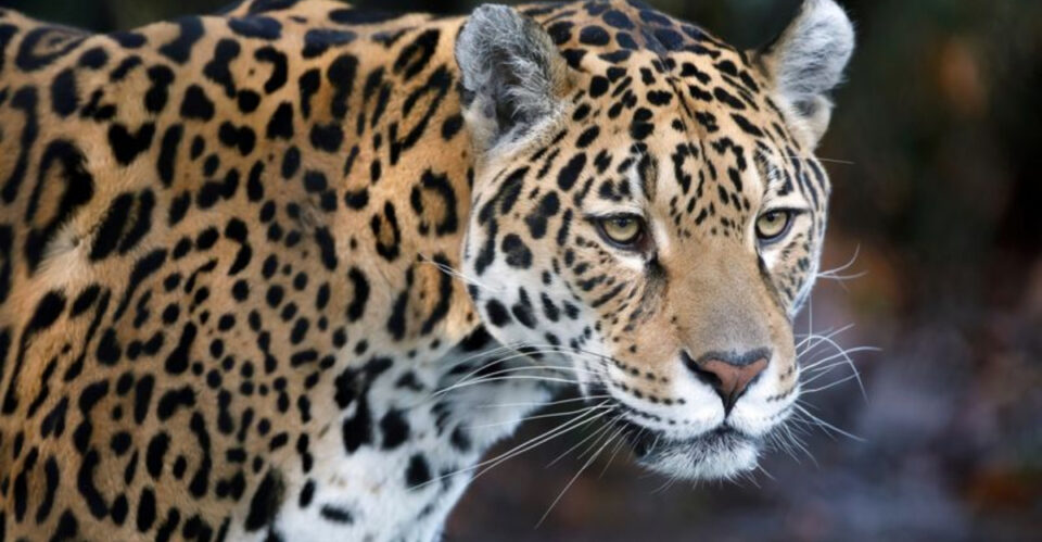 9 Of The World's Most Aggressive Animals You Should Watch Out For