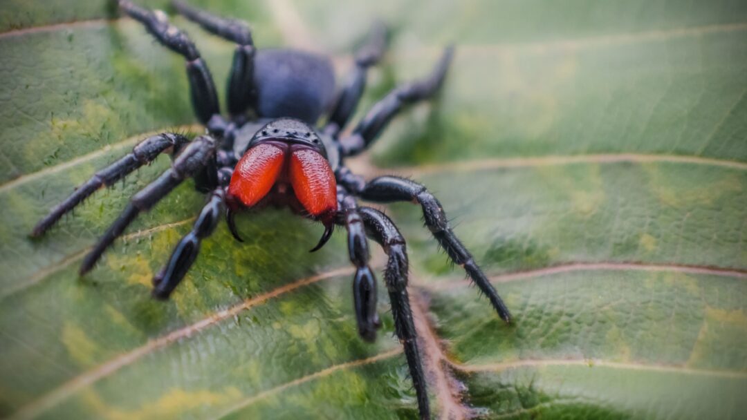 9 Of The World’s Most Lethal Spiders