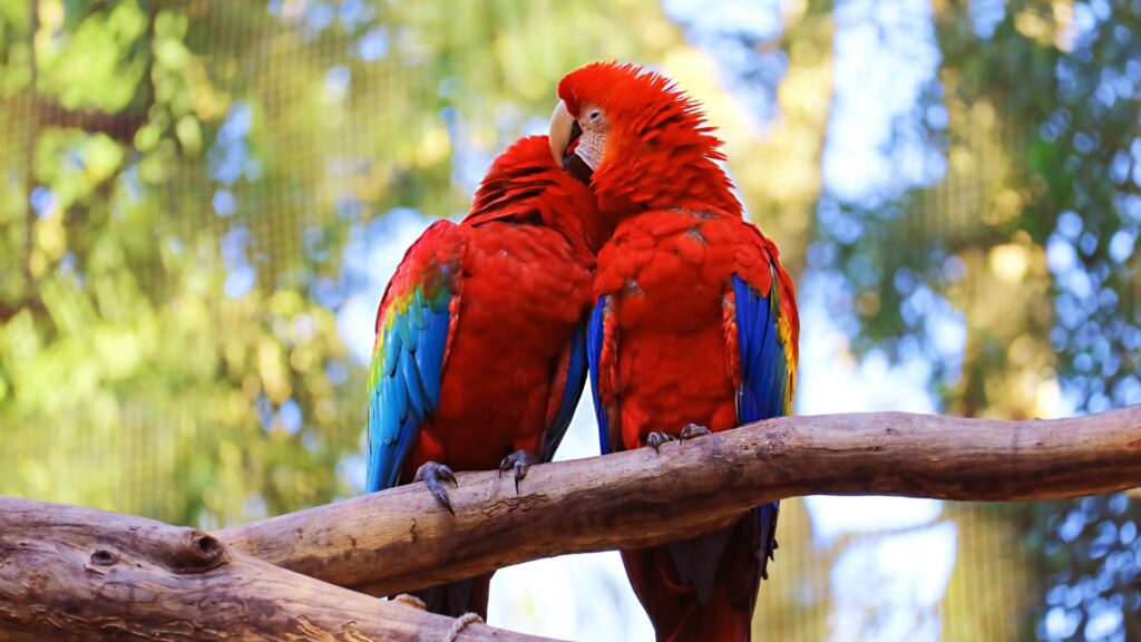 9 Parrots That Connect With Humans On The Deepest Level