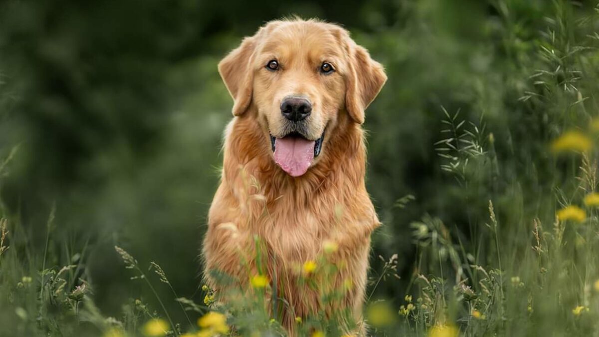 9 Popular Grooming Styles For Your Golden Retriever