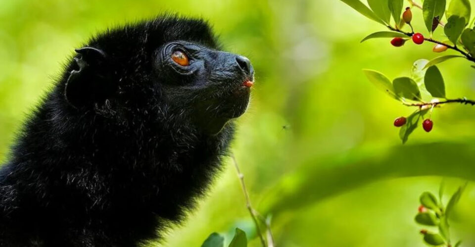 9 Primate Species On The Brink Of Extinction