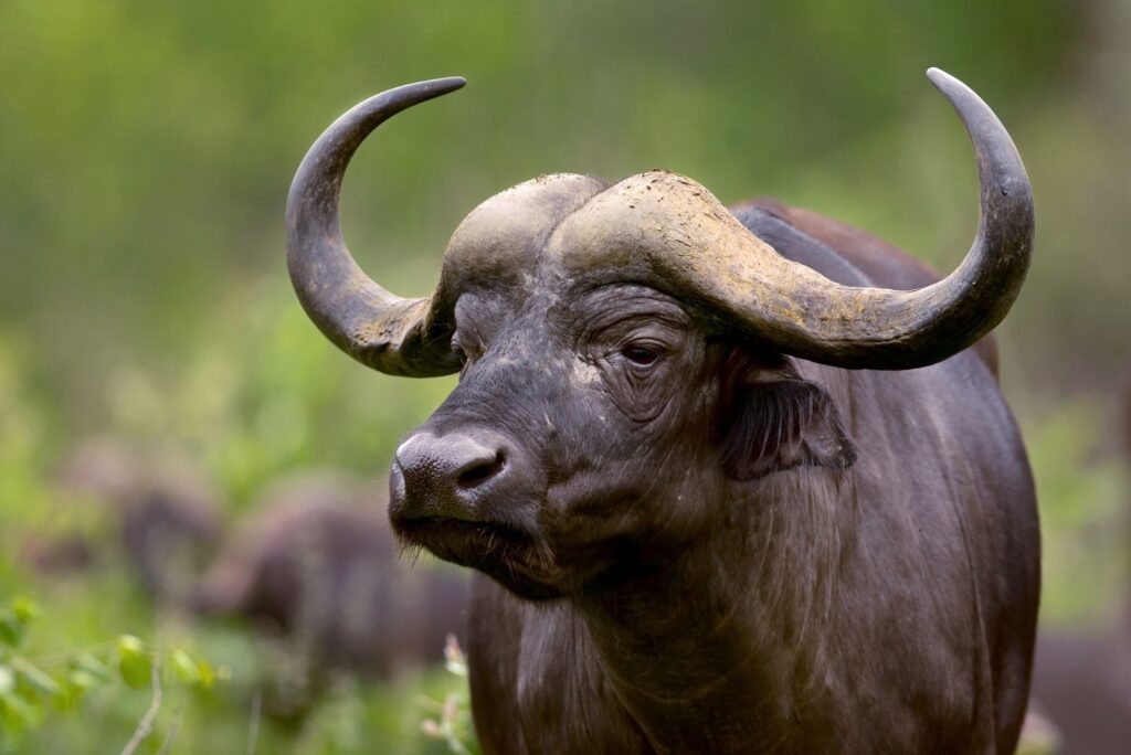7 Most Aggressive Animal Species In The World