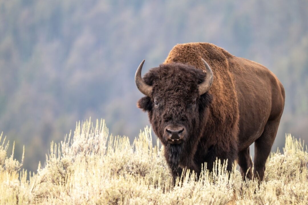 15 Amazing Animals Roaming Wild In U.S. National Parks