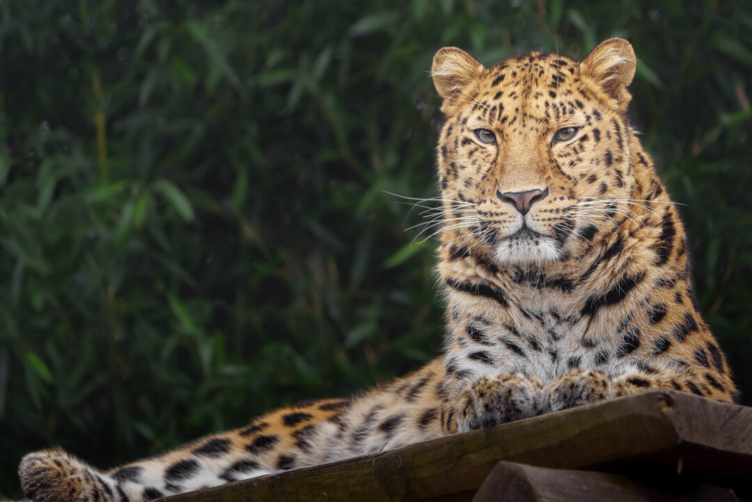 9 Animals That Are The Last Of Their Species