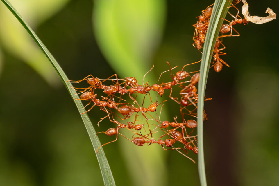 6 Cooperative Animals That Make Teamwork Look Easy