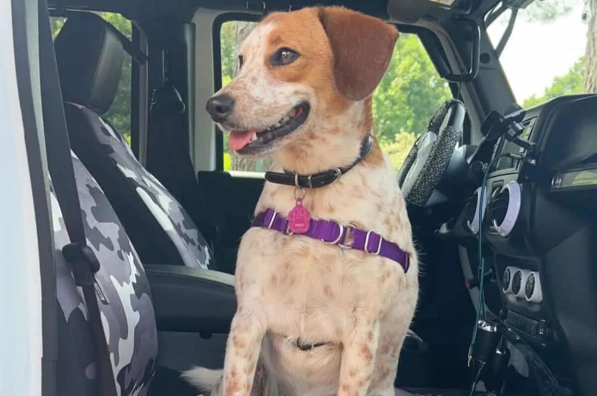 11 Blue Heeler Mixes You’ll Definitely Fall In Love With