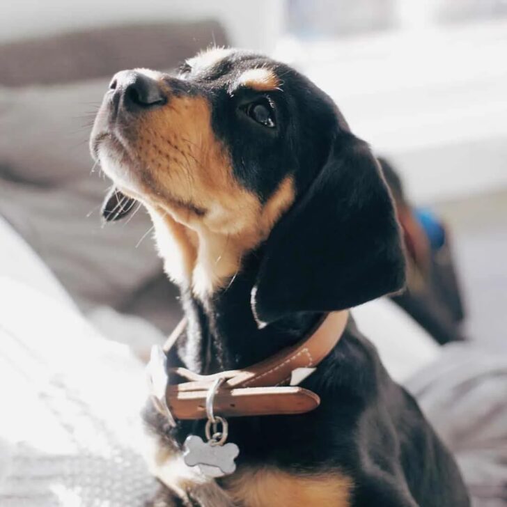 17 Must-See Doberman Mixes Everyone’s Talking About