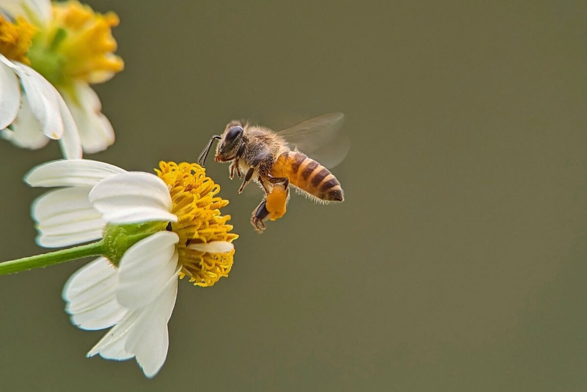 8 Surprising Animals With The Worst Memory In The World