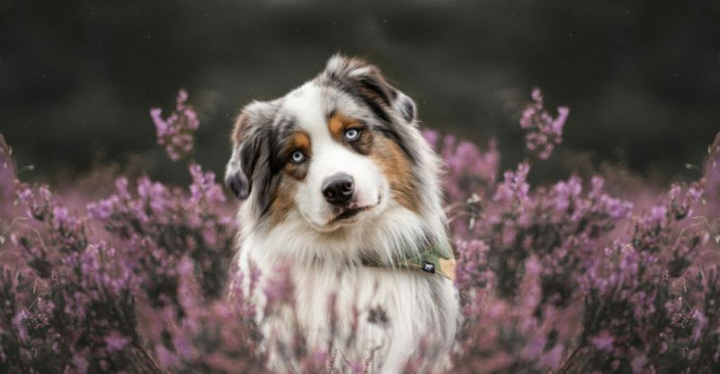 Best Dogs For Adventurers: 14 Breeds That Thrive On Action