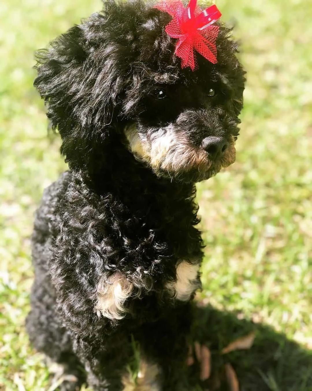 19 Gorgeous Poodle Coat Colors That Will Make You Fall In Love With The ...