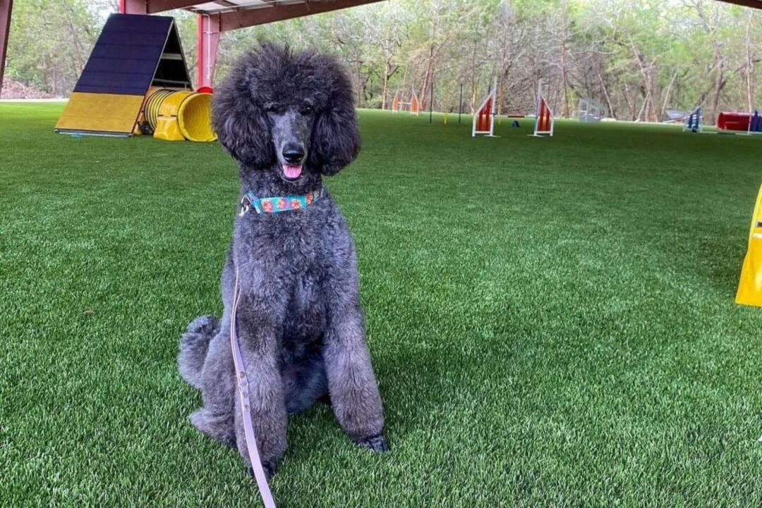 19 Gorgeous Poodle Coat Colors That Will Make You Fall In Love With The ...