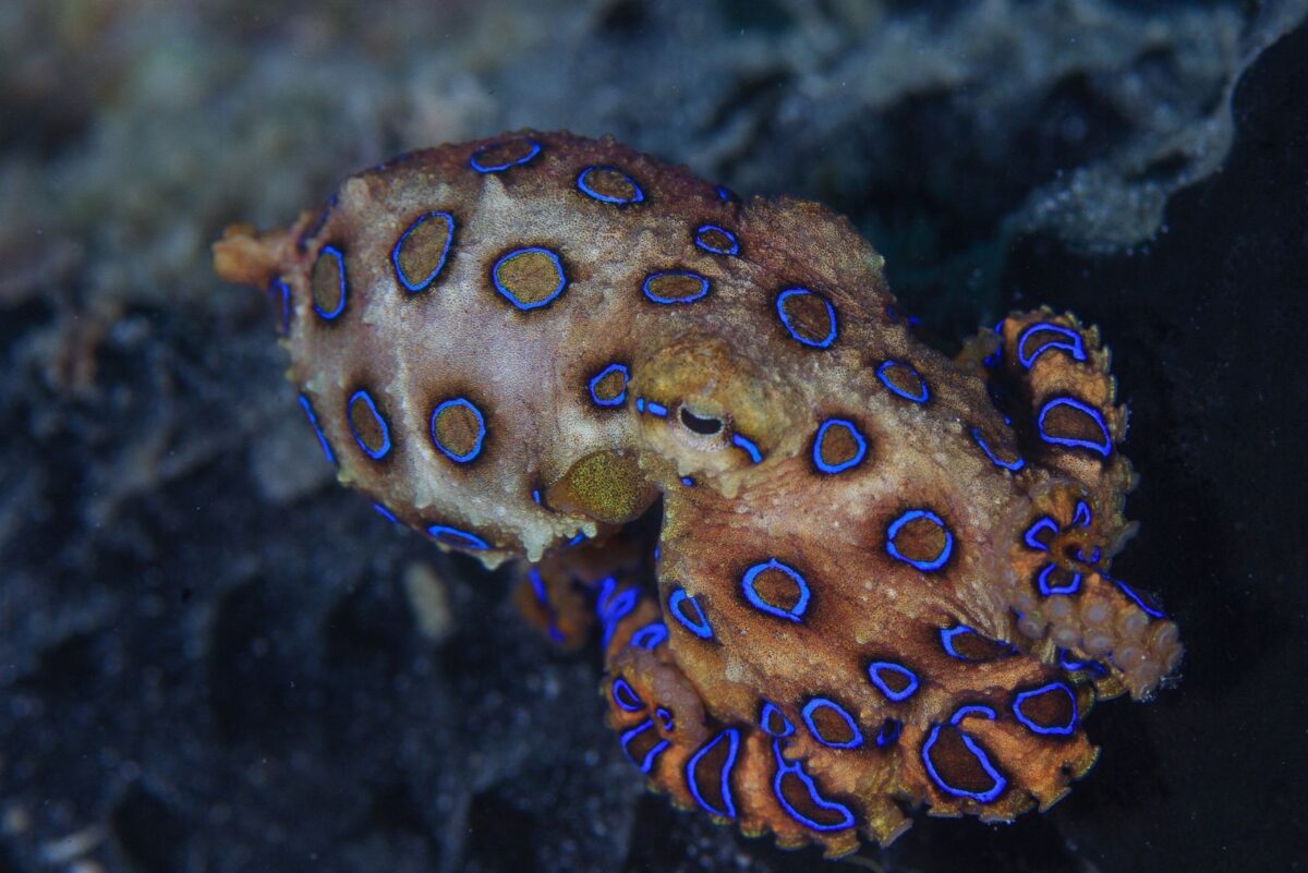 15 Most Venomous Creatures On Earth You Should Steer Clear Of