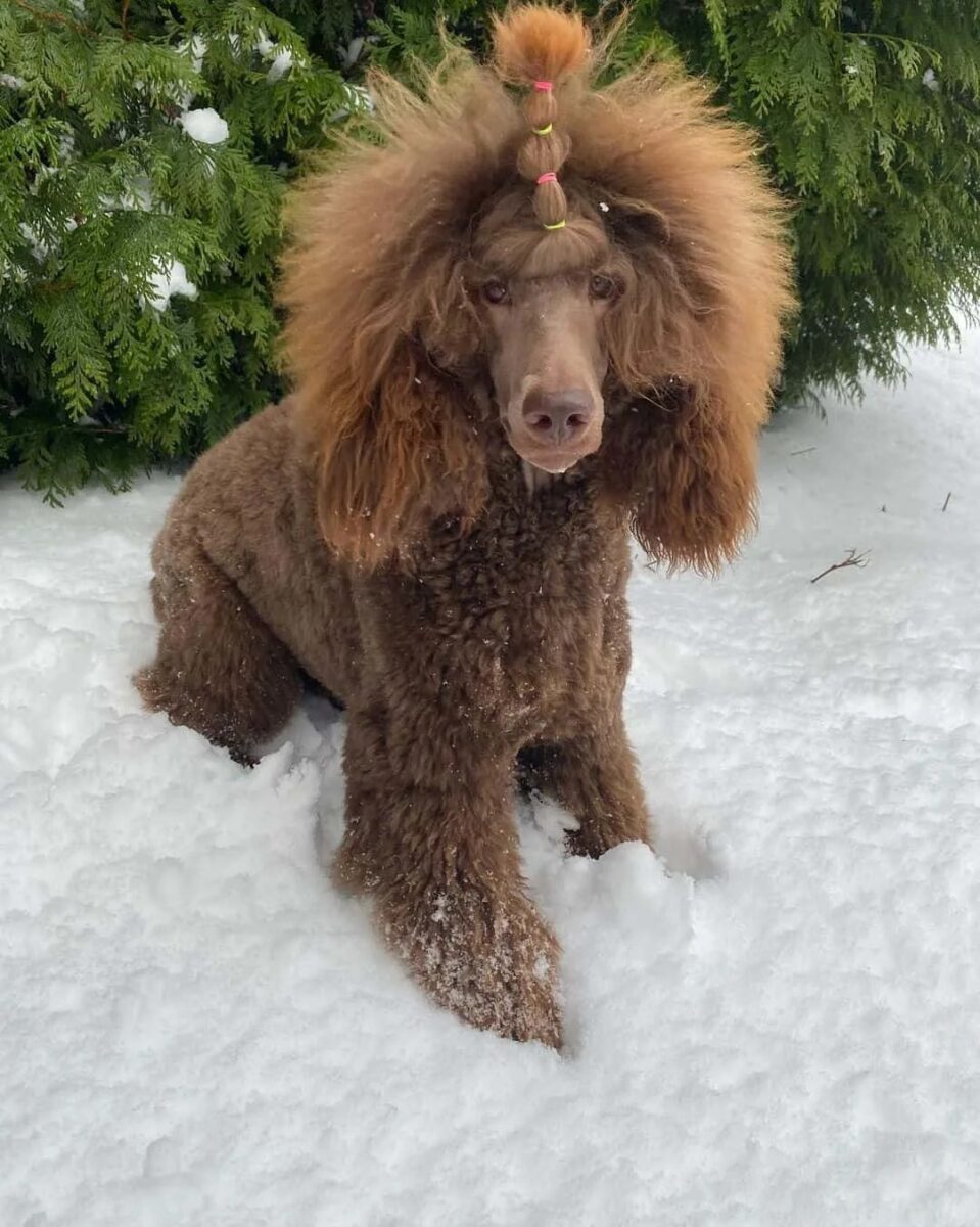 19 Gorgeous Poodle Coat Colors That Will Make You Fall In Love With The ...