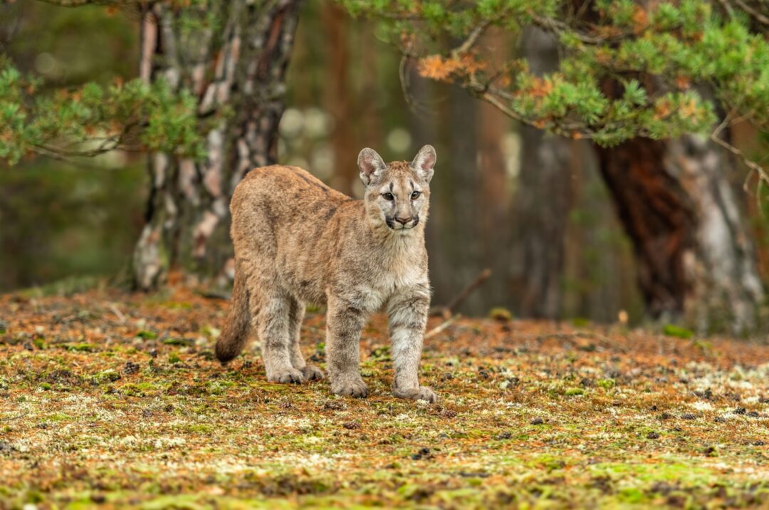 11 Incredible Animals With Jaw-Dropping Jumping Skills