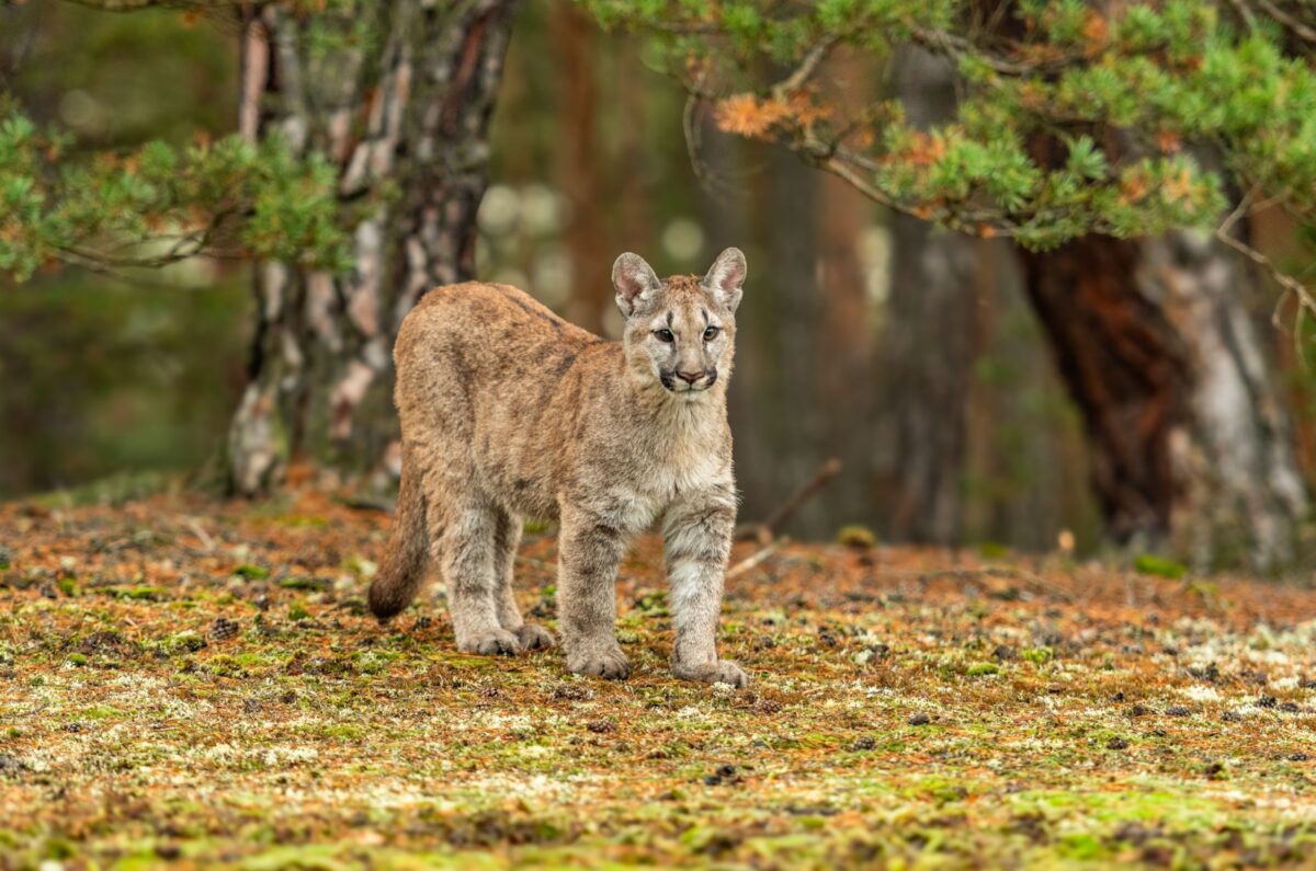 11 Incredible Animals With Jaw-Dropping Jumping Skills