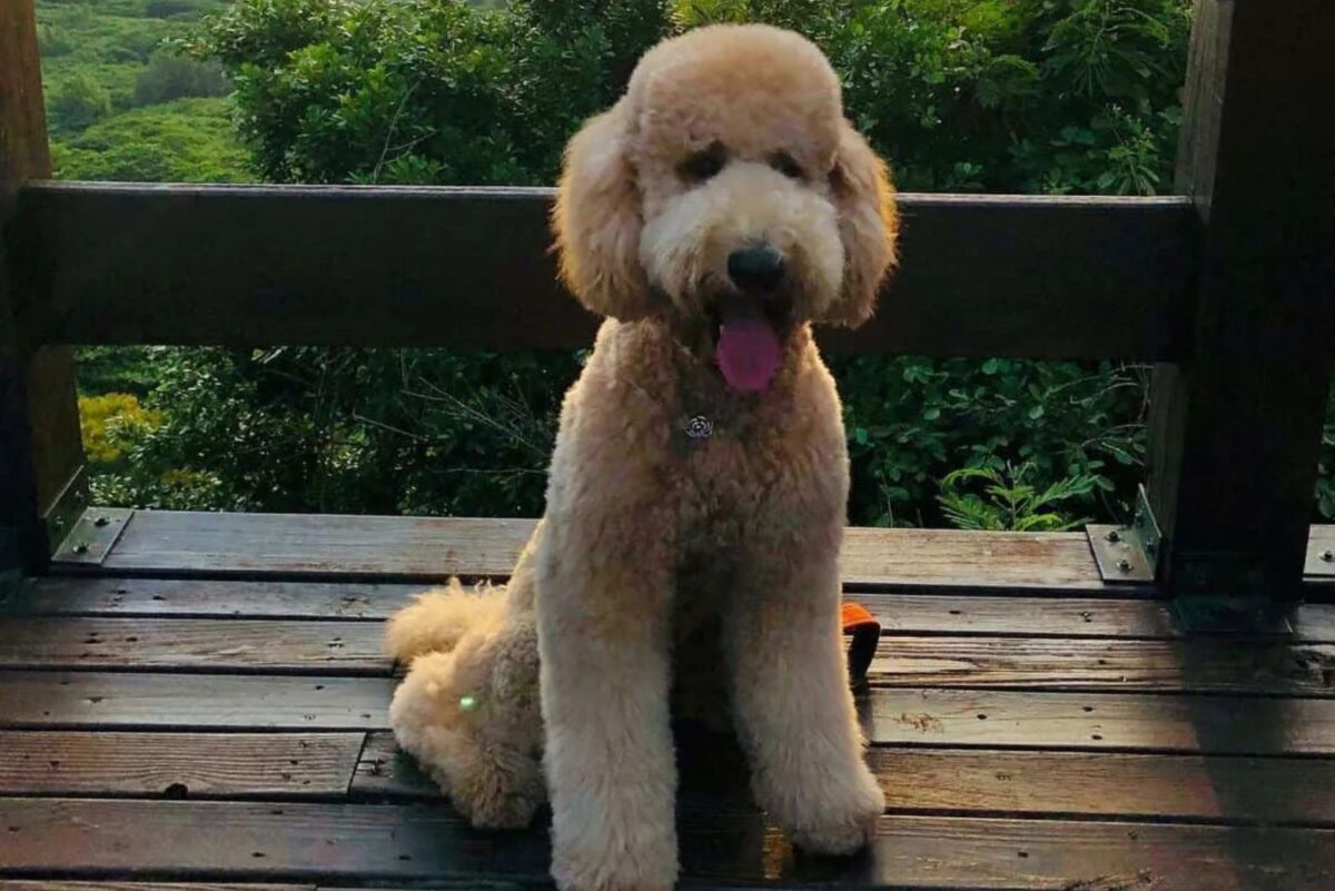 19 Gorgeous Poodle Coat Colors That Will Make You Fall In Love With The ...