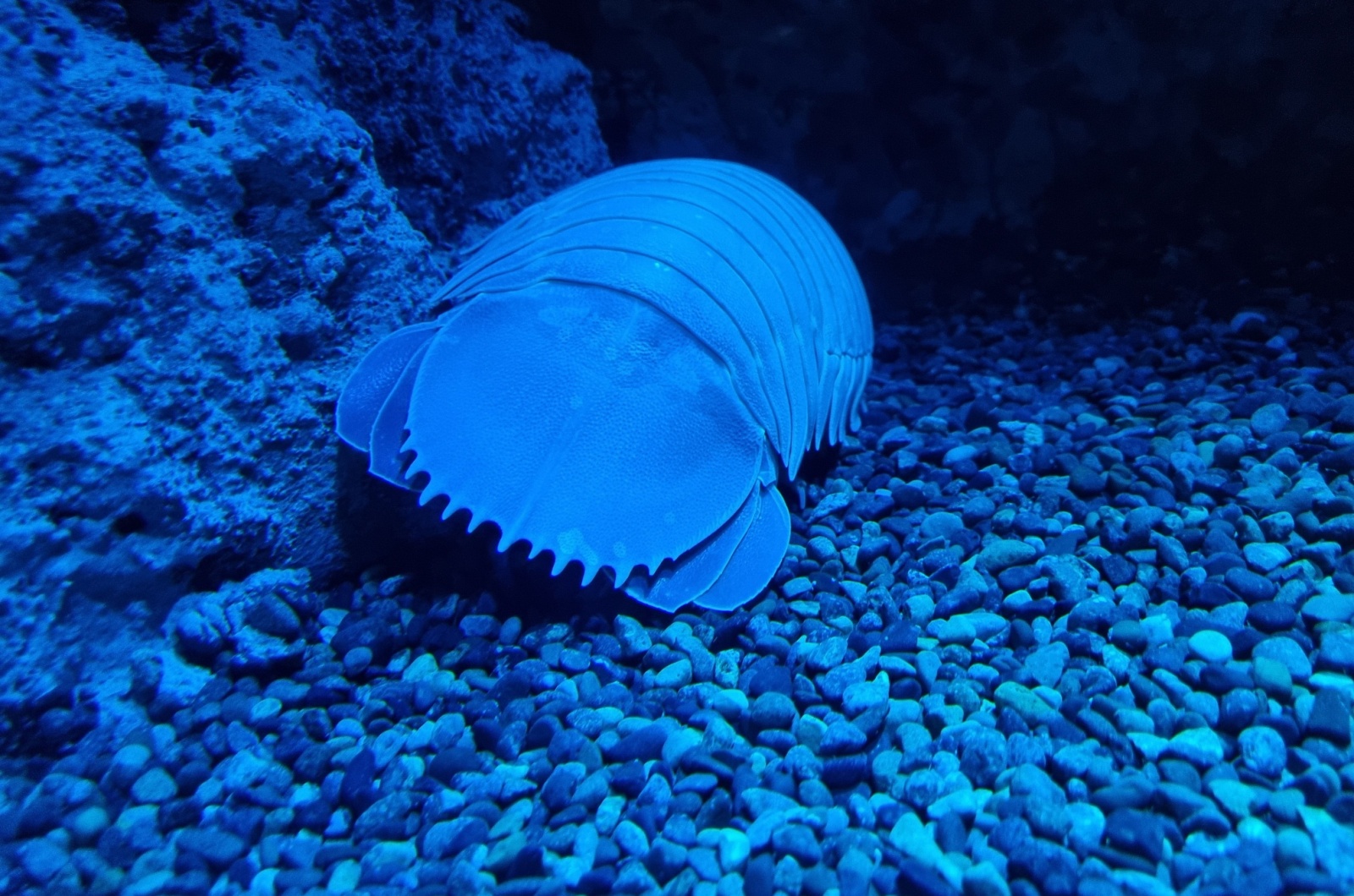 13 Sea Animals That Are Even Scarier Than Sharks