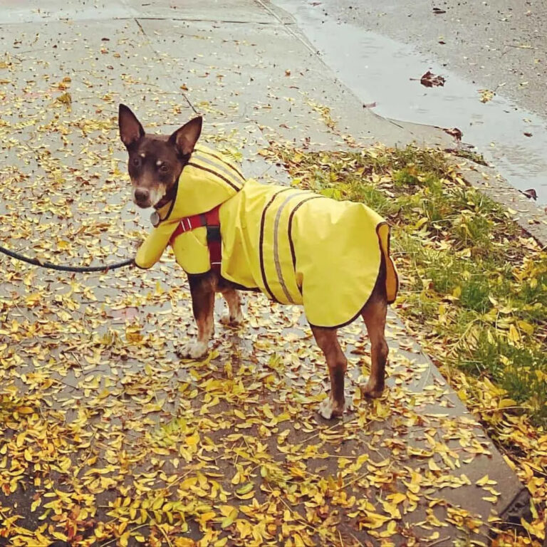 17 Must-See Doberman Mixes Everyone’s Talking About