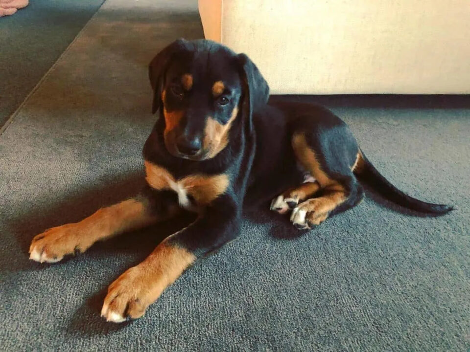 17 Must-See Doberman Mixes Everyone’s Talking About
