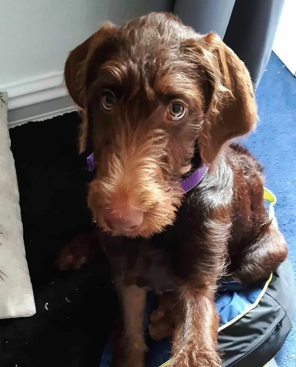 17 Must-See Doberman Mixes Everyone’s Talking About