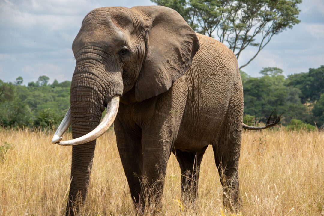 12 Of The Most Powerful Animals On Earth