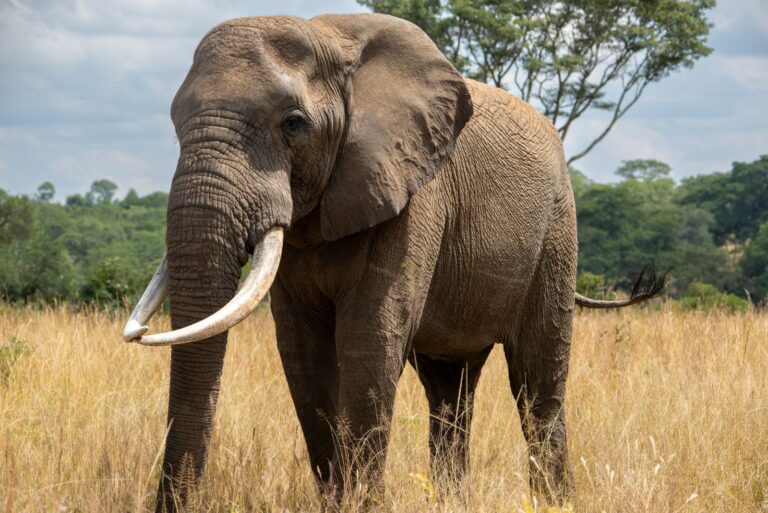 12 Of The Most Powerful Animals On Earth