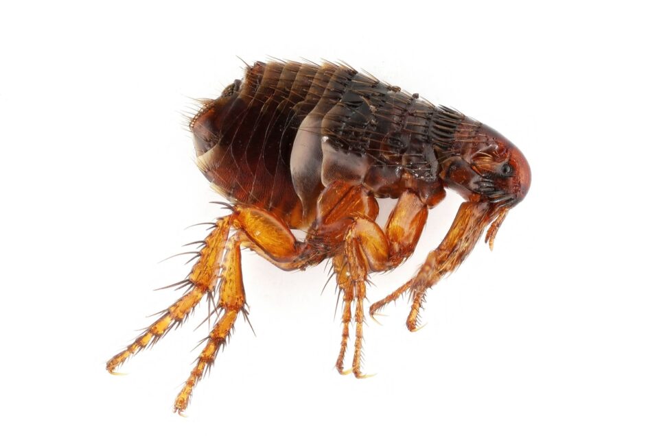 11 Incredible Animals With Jaw-Dropping Jumping Skills