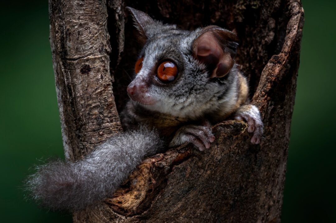 11 Incredible Animals With Jaw-Dropping Jumping Skills