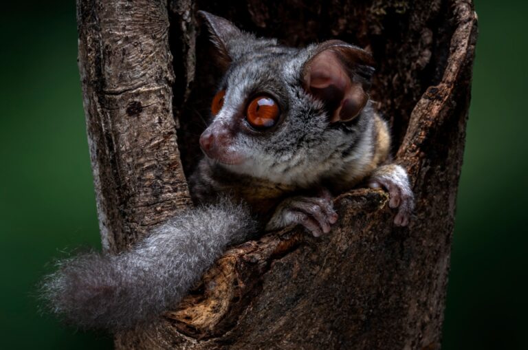 11 Incredible Animals With Jaw-Dropping Jumping Skills