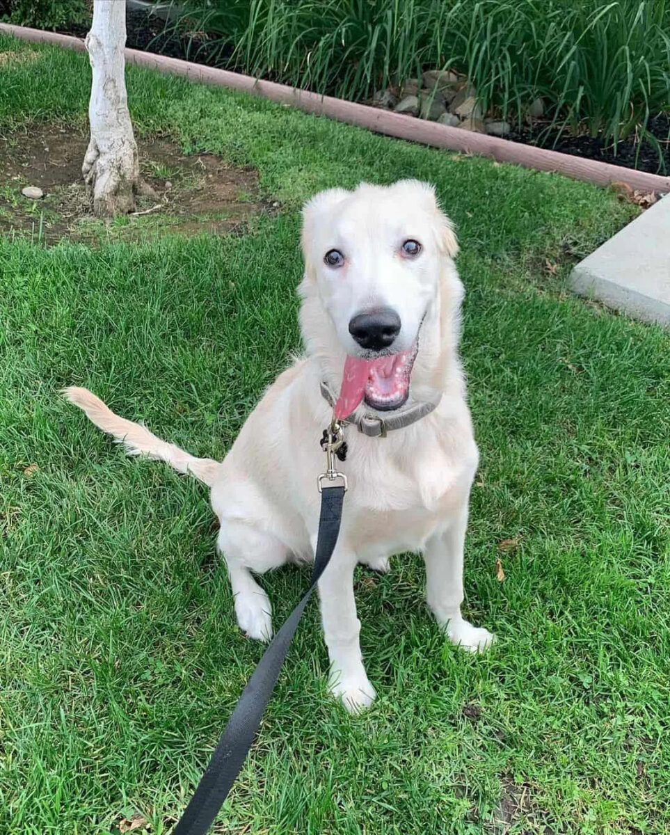 17 Must-See Doberman Mixes Everyone’s Talking About